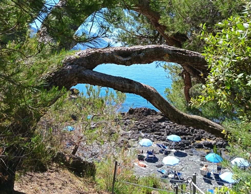 Sculture di vento, la danza secolare dei pini di Maratea - Nuove Cronache