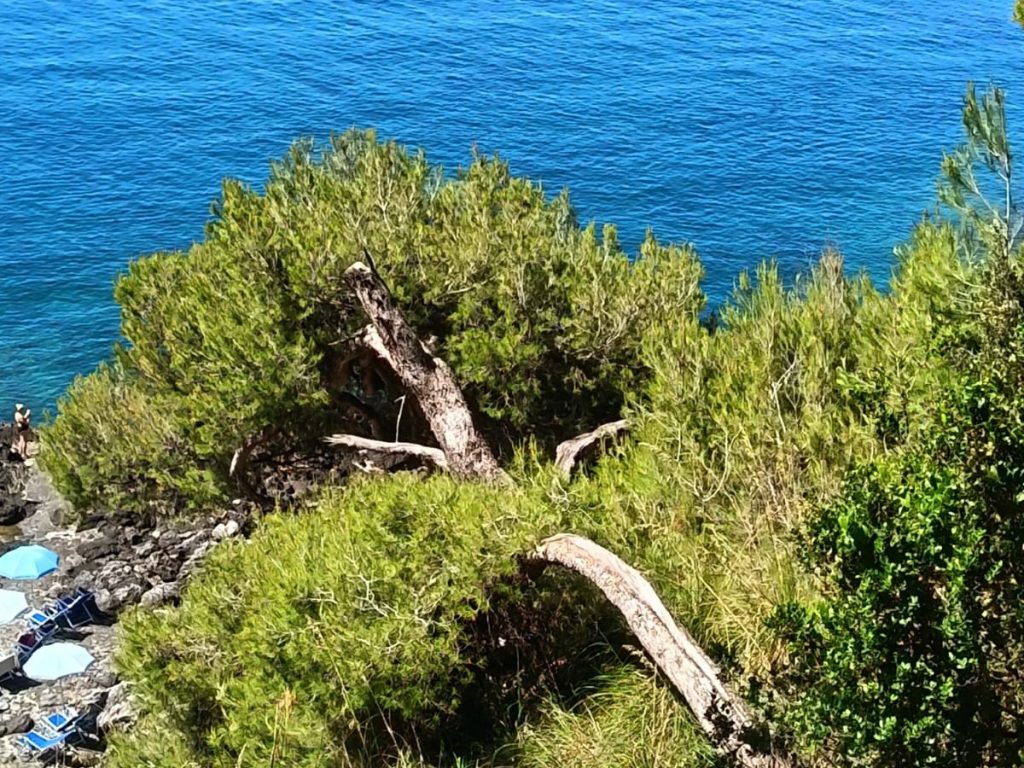 Sculture di vento, la danza secolare dei pini di Maratea - Nuove Cronache