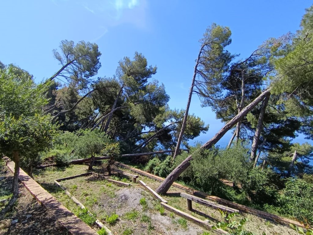 Sculture di vento, la danza secolare dei pini di Maratea - Nuove Cronache